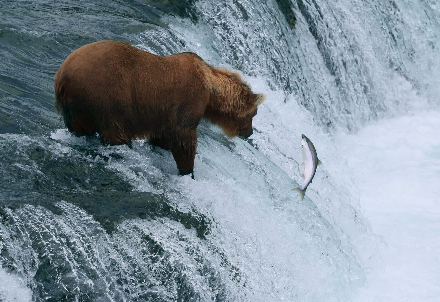 Explore the Arctic Circle with The North Arctic Horizon Expedition